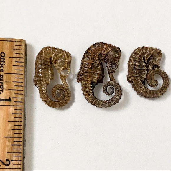 Other | Dried Specimen 3 Real Seahorse 12 1 Rare Small | Poshmark